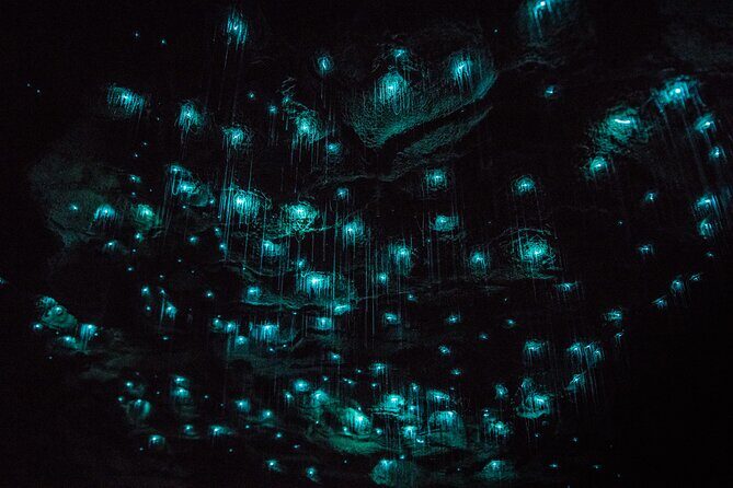 Waitomo Glowworm & Ruakuri Twin Cave Small Group Tour Ex-Auckland - Key Points