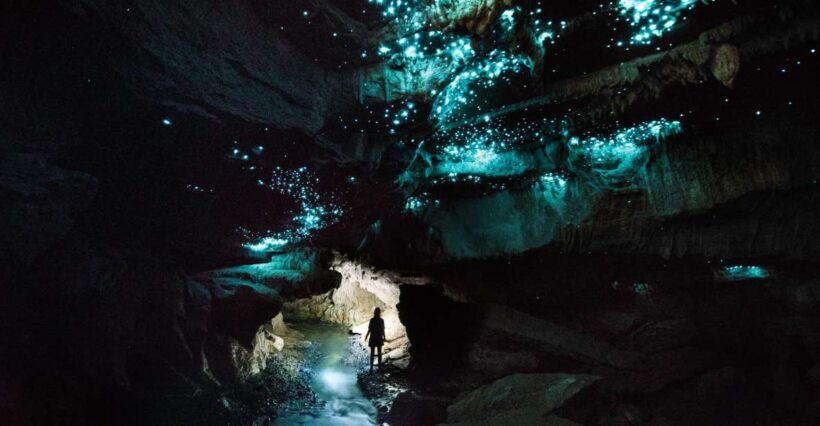 Waitomo: Guided Eco-Cave Tour - Key Points