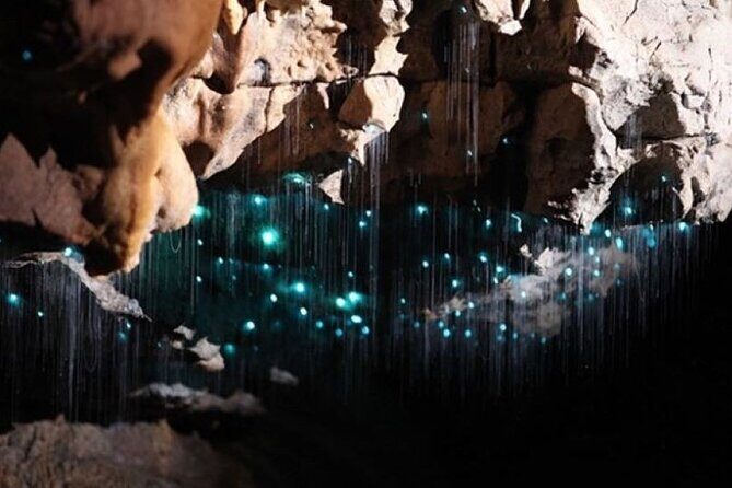 Waitomo Spellbound Glowworm Caves Small Group Tour from Auckland - An In-Depth Look at the Tour Experience