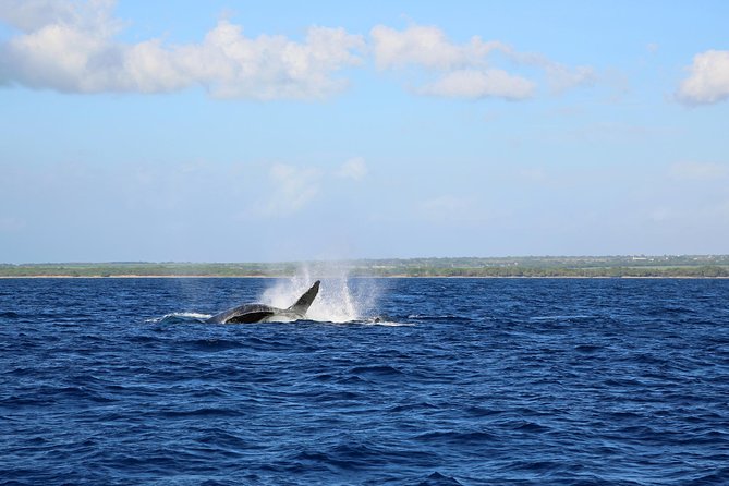 Wake up With the Whales Cruise From Anaehoomalu Bay - Boat and Amenities