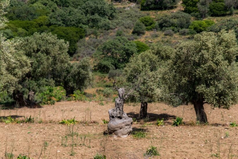 Walk among the olive trees (Small group experience) - Introduction: A Pleasant Stroll Through Greece’s Olive Groves