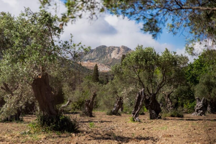 Walk among the olive trees (Small group experience) - The Sum Up: Is It Worth It?