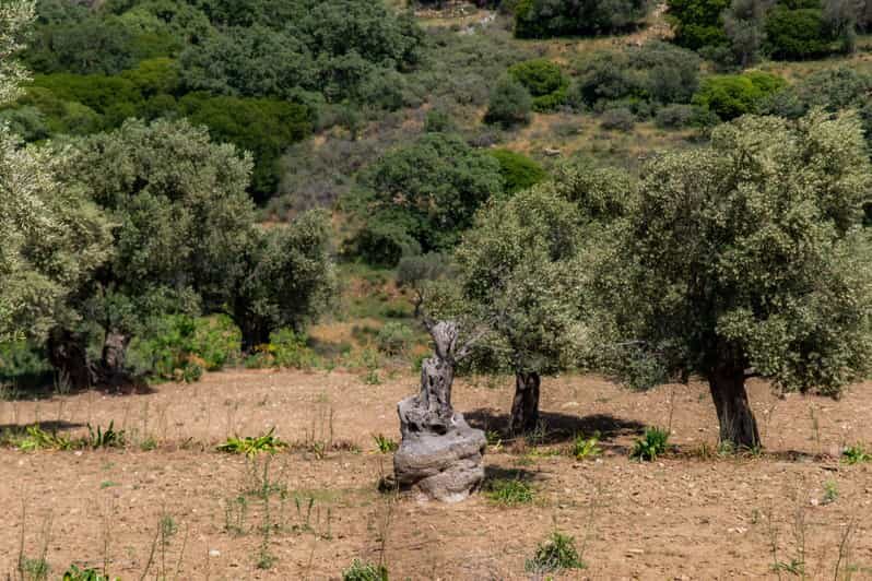 Walk among the olive trees (Small group experience) - FAQs