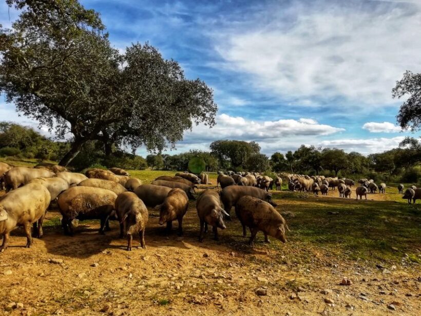 Walk in the Cork Forest Experience Pack - Who Is This Tour Best For?