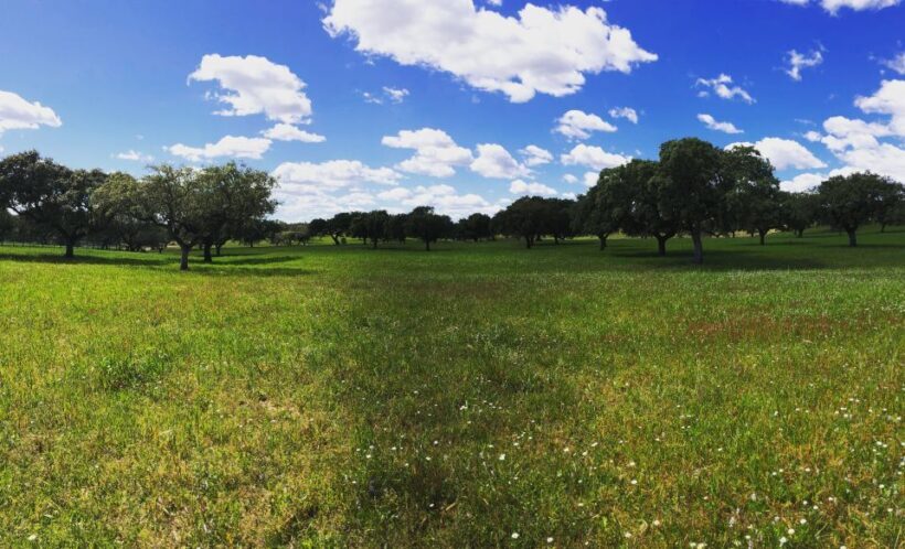 Walk in the Cork Forest Experience Pack - Final Thoughts