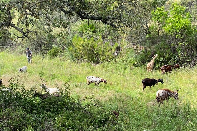 Walk in the Hills with Goat Herder-Local Honey, Wine and Cheese Tasting - Practical Details