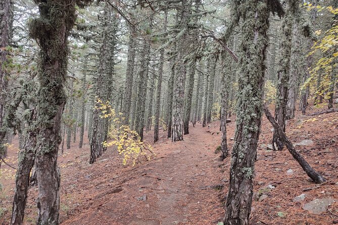 Walk on Artemis trail and in Old Kakopetria - An Authentic Day in Cyprus: Walking the Artemis Trail and Exploring Kakopetria