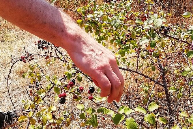 Walk on the Alentejo Cork Forest With Optional Lunch - Pricing and Cancellation Policy