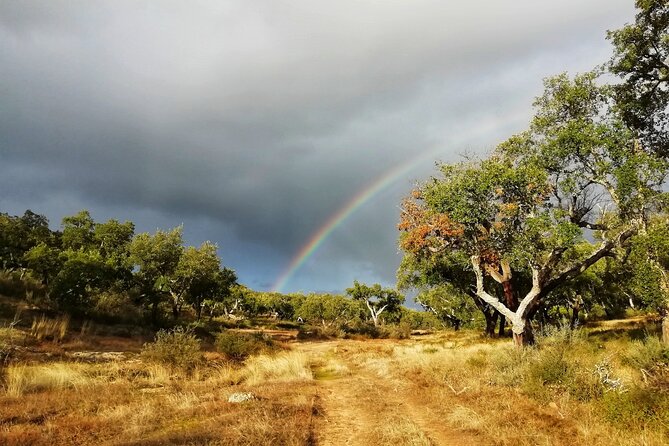 Walk on the Alentejo Cork Forest With Optional Lunch - Guest Reviews and Recommendations