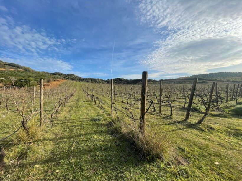 Walk through our vineyard and aperitif - Is this tour good value?