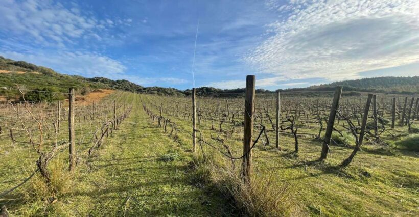 Walk through our vineyard and aperitif - Final thoughts