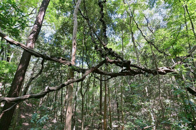 Walk Through Udawatta Kele Sanctuary with Guide - The Starting Point and Early Morning Atmosphere