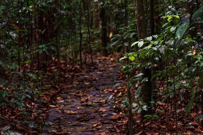 Walk Through Udawatta Kele Sanctuary with Guide - The Trails and Historical Highlights