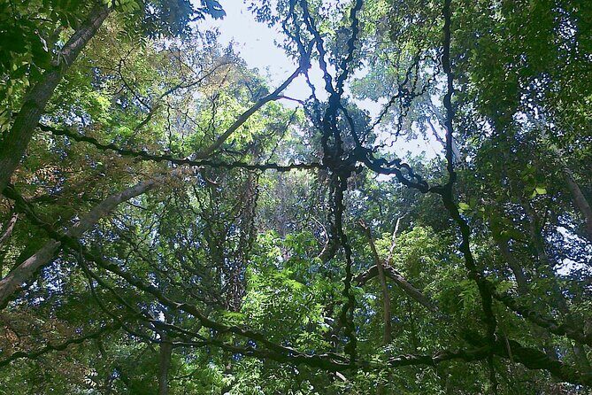 Walk Through Udawatta Kele Sanctuary with Guide - Rest Stops and Refreshments