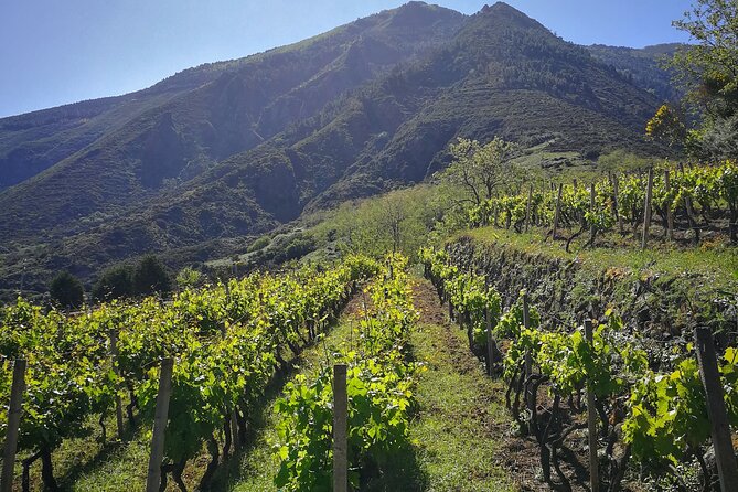 Walk through vineyards, breathtaking views and flavors of Salina - An in-depth look at the Salina wine trekking tour