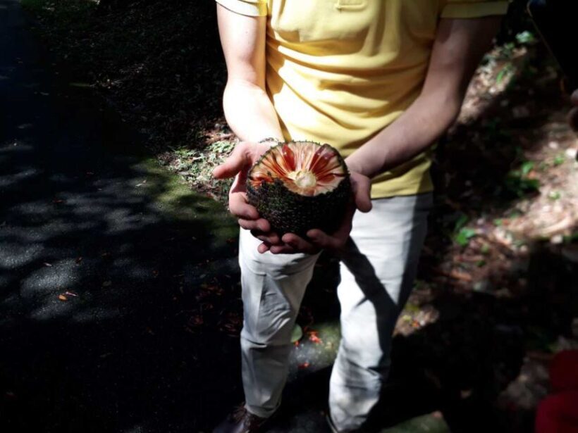Walk to the Big Rock in Cantareira State Park - Authenticity and Local Flavor