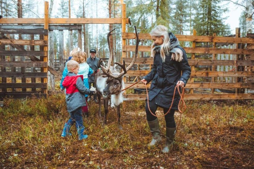 Walk with Reindeer - What to Expect from the Reindeer Walk Tour