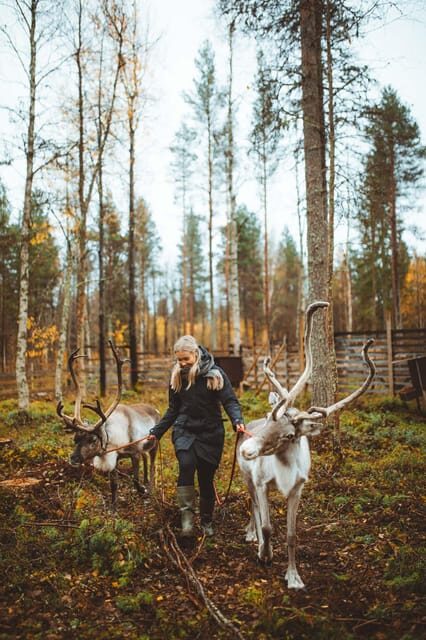 Walk with Reindeer - Is It Worth the Price?