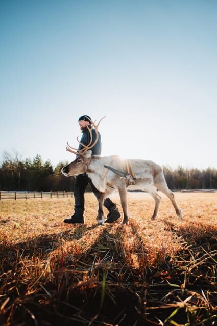 Walk with Reindeer - Who Should Consider This Tour?