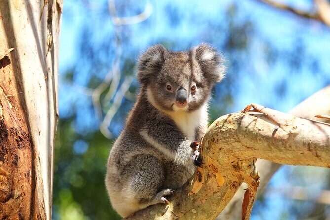 Walk with Wildlife: Guided Tour in Great Ocean Road - Frequently Asked Questions