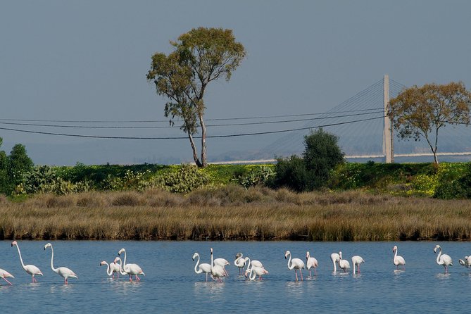 Walking in Tavira: The Venice Of Algarve - Who Is This Tour Best For?