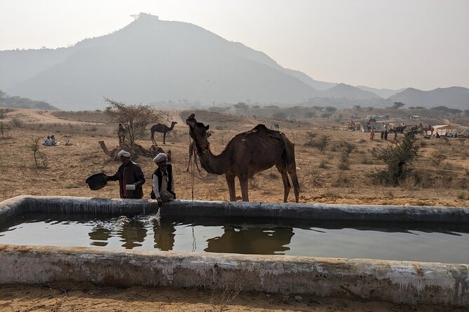 Walking Sightseeing Tour - The Shine Pushkar - Practical Details