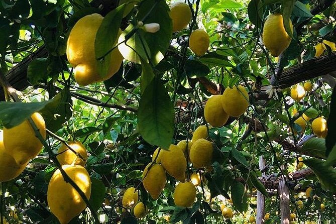 Walking Tour From Minori to Maiori Along the Path of the Lemons - Guided by an Expert