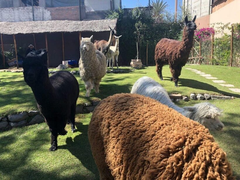 Walking tour in the Historic Center of Arequipa - An Overview of What to Expect