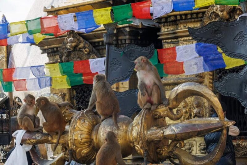 Walking Tour of Kathmandu (Half Day) - What Travelers Say: Authentic, Informative, and Value-Driven