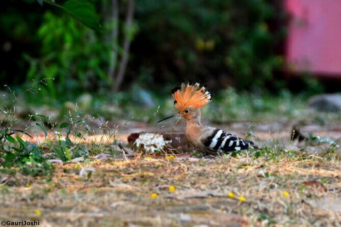Walking Tour of Maharashatra Nature Park - A Closer Look at the Tour Experience