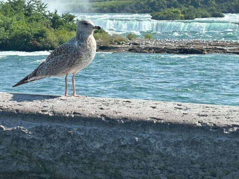 Walking Tour of Niagara Falls Canada and Hornblower Boat - Who Should Consider This Tour?