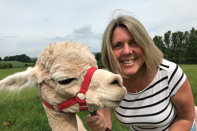 Walking with Alpacas - A First Look at the Experience