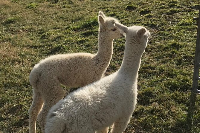 Walking with Alpacas - What Makes This Tour Stand Out?