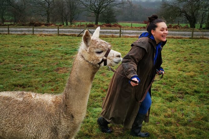 Walking with Alpacas - What Reviewers Say