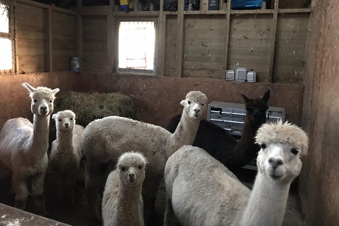 Walking with Alpacas - Who Should Consider This Tour?