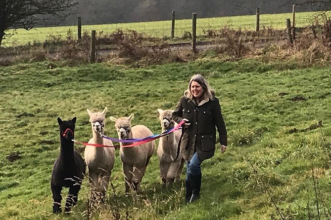 Walking with Alpacas - FAQ