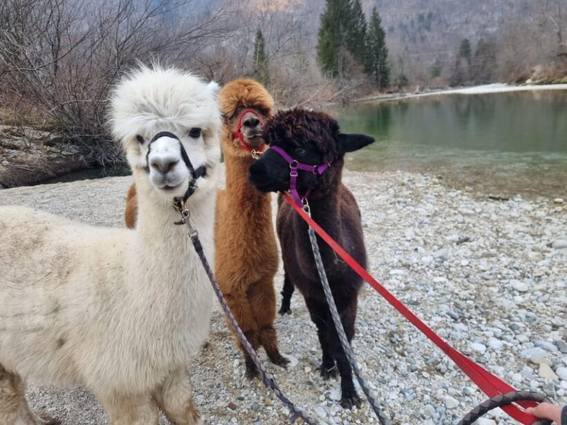 Walking with alpacas - Domaija Loncnar - Bohinj - An Authentic Encounter with Alpacas in Slovenia