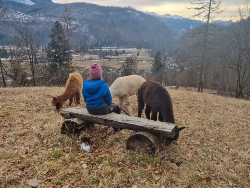 Walking with alpacas - Domaija Loncnar - Bohinj - Practical Details and Tips