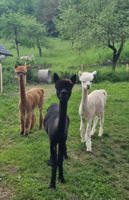 Walking with alpacas - Domaija Loncnar - Bohinj - Why This Experience Is Worth Considering