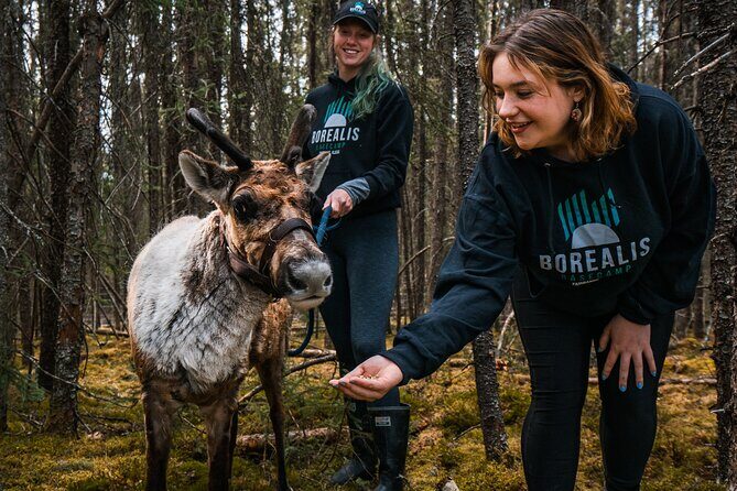 Walking with Reindeer Experience - Final Thoughts: Is It Worth Your Time?
