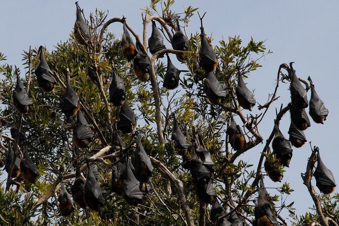 Walking with Sydney Flying Foxes (Fruit Bats) - An Overview of the Experience