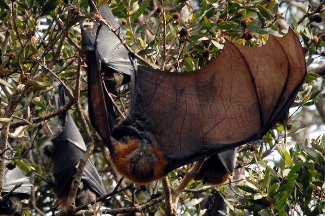 Walking with Sydney Flying Foxes (Fruit Bats) - Why This Tour Is Worth It