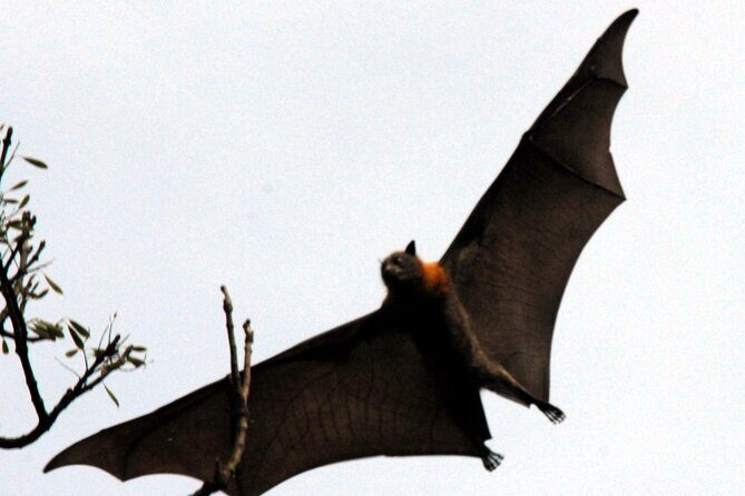 Walking with Sydney Flying Foxes (Fruit Bats) - FAQs