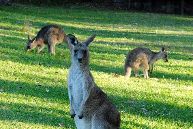Walking with Wild Kangaroos Private Half-Day Trip from Sydney - Key Points