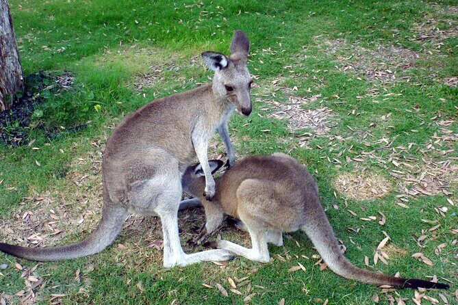 Walking with Wild Kangaroos Private Half-Day Trip from Sydney - An In-depth Look at the Tour Experience