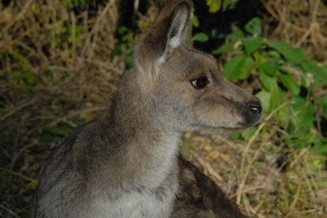 Walking with Wild Kangaroos Private Half-Day Trip from Sydney - The Itinerary in Detail