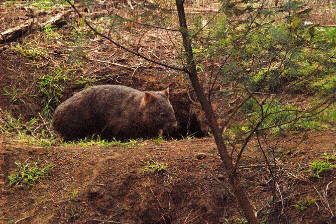 Walking with Wild Wombats Private Day Trip from Sydney - The Itinerary: What to Expect
