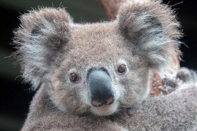 Walking with Wild Wombats Private Day Trip from Sydney - FAQ