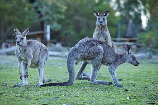 Wallabies and Wine Hunter Valley Adventure Private Tour - Key Points