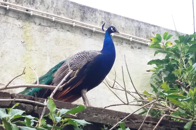 Walled City of Évoras Highlights & Traditions Tour - Final Thoughts